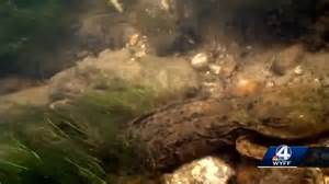 Protecting The Hellbender Is A Link To Protecting Human Health