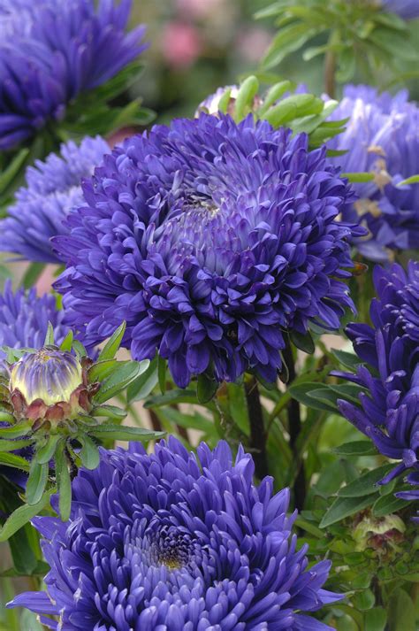 Purple Aster Bouquet