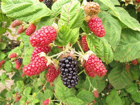 Marionberries What They Are How Theyre Grown And Why Theyre So Prized