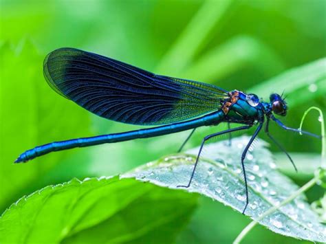 Dragonfly Meaning Dragonfly Symbolism Dragonfly Spiritual Meaning