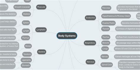 Body Systems Mindmeister Mind Map