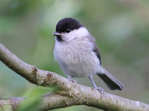 6 Types Of Tit Birds In The Uk And Where To Find Them