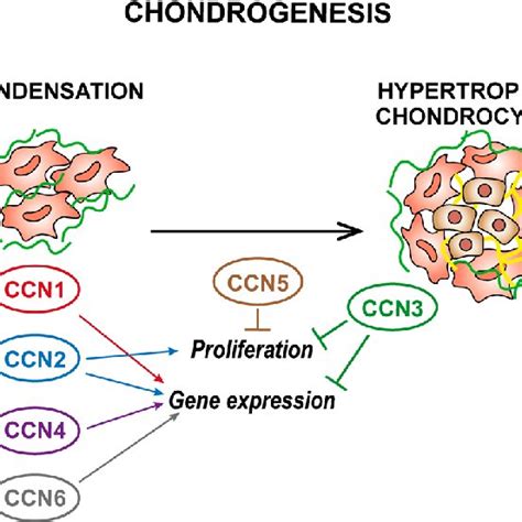 Schematic Representation Of The Role Of Different Ccn Proteins In