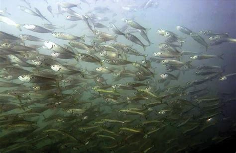 Coastal Menhaden Harvest Reduction Ordered To Help Striped Bass