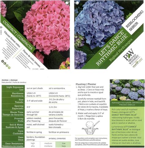 2 Gal Summer Crush Hydrangea Shrub And Proven Winner Lets Dance