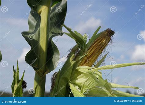 Close Up View Of A Corn Plant Growing With Green Leaves Before The Blue