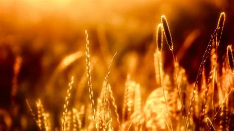 Orange Grass Wallpaper Backiee