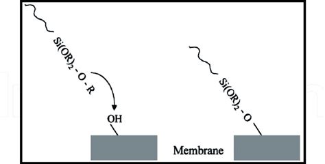 Schematic Representation Of Grafting Process Download Scientific Diagram