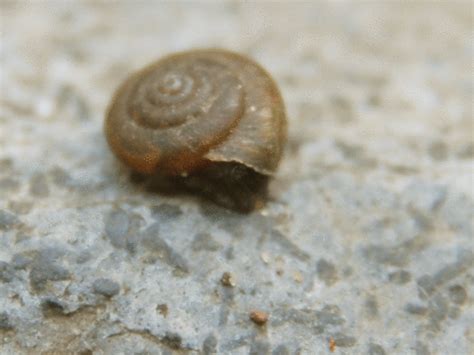 6 Snail S  Abyss