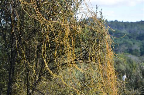 Cassytha Paniculata • New Zealand Plant Conservation Network