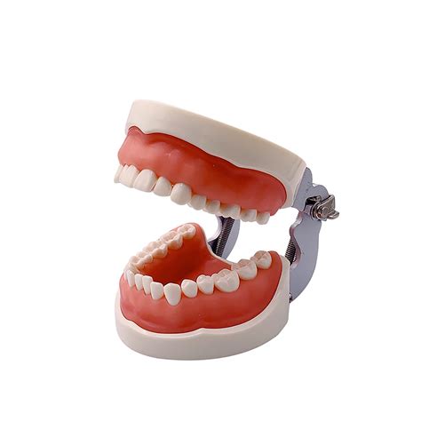 Dental Typodont Teeth Model Youya Dental Tm 024