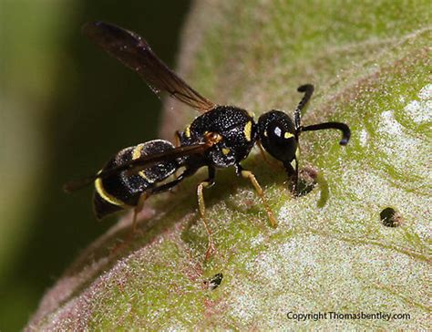 Wasp Parancistrocerus Bugguide Net