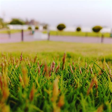 95000 Grass India Pictures