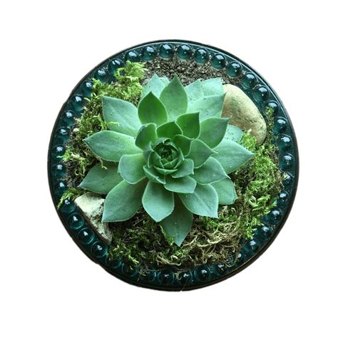 Plant Pot Top View Png At Joe Alvarez Blog