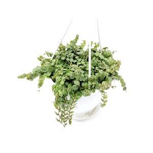 String Of Turtles Peperomia Prostrata Houseplants Foliage Plants Hanging Basket 5