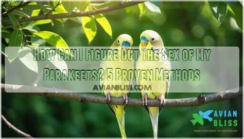 How Can I Figure Out The Sex Of My Parakeets 5 Proven Methods