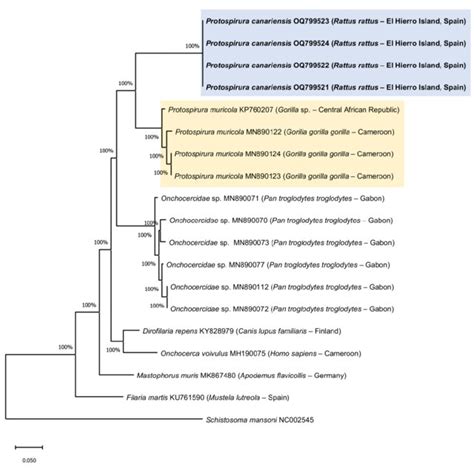 Phylogenetic Analysis Using The Maximum Likelihood Method With Download Scientific Diagram