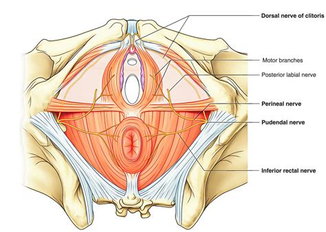 Labia Majora Anatomy