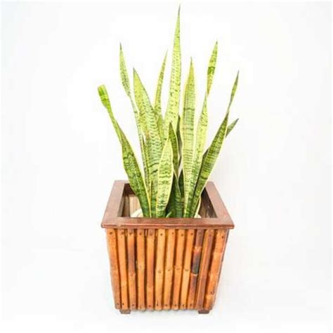 Plant Pot