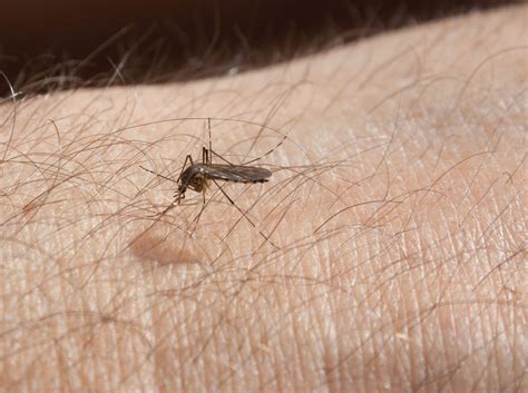Genetically Modified Mosquitoes Thrive In Brazil To Researchers Surprise