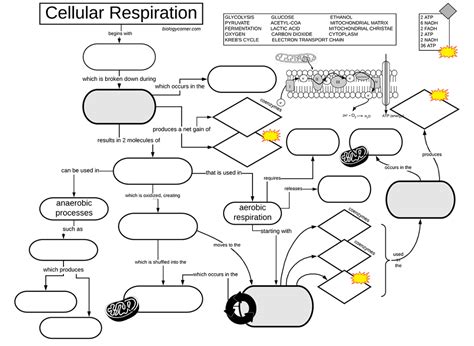 Cellular Respiration Concept Map Answer Key