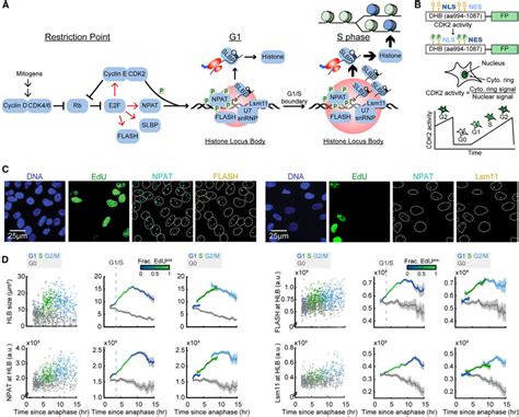 Hlb Factors Are Recruited In G1 And Retained Through The Cell Cycle A Download Scientific