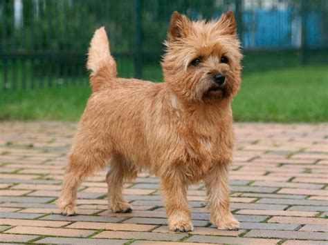 Керн Терьер