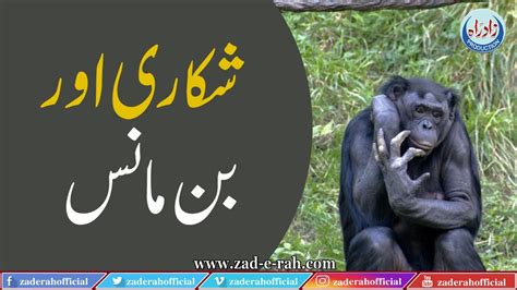 Shikaari Or Banmaanas شکاری اور بن مانس Zad E Rah Official 2022 Youtube