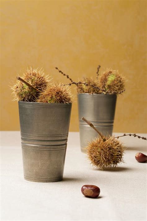 Sweet Chestnuts In Their Casing In Tin Cups Photograph By Mandy