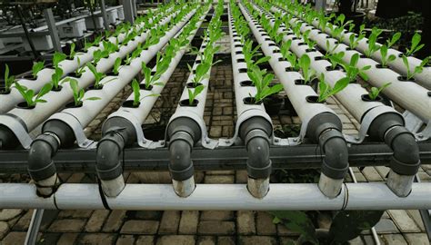 How To Grow Hydroponic Weed