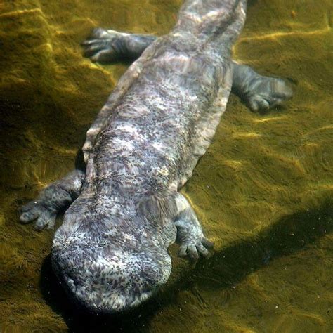 What Do Chinese Giant Salamanders Eat