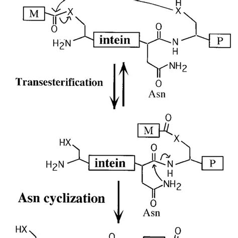 A Organization Of A Typical Protein Splicing Precursor A Precursor Is