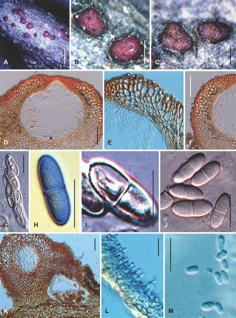 Nectria Magnispora On Natural Substrata Aj Teleomorph Km Anamorph
