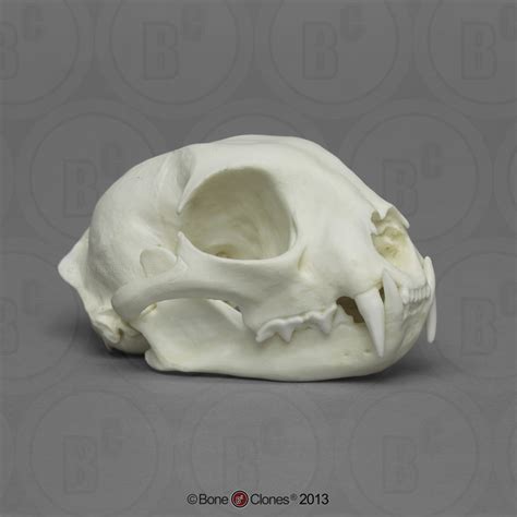 Bobcat Skull Male Bone Clones Inc Osteological Reproductions