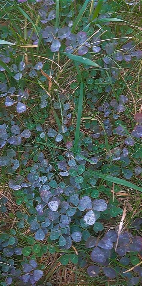 Emerald Blaze Onlyfans Stats Graphs Photos And Profile Comparisons