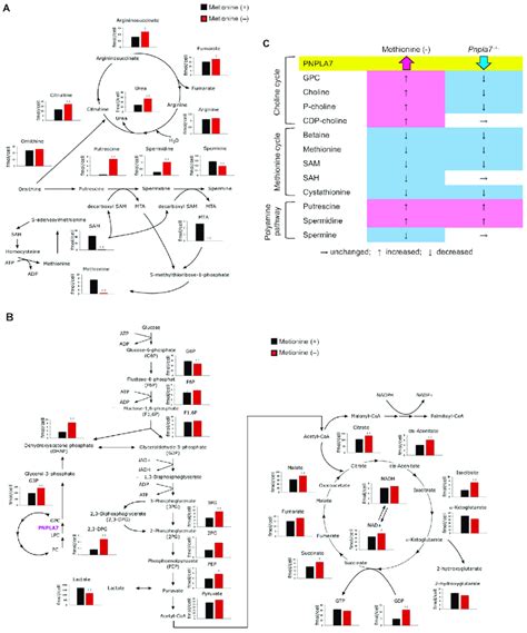 Effects Of Methionine Deprivation On The Urea Cycle Polyamine