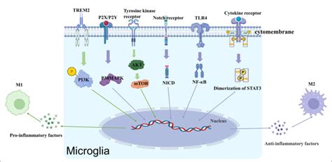 Figure Receptors And Signaling Pathways That Regulate Microglia Activation Download