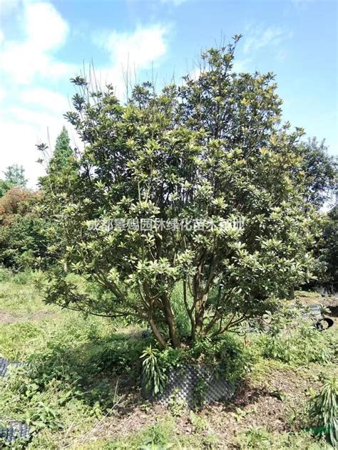 四川成都杨梅树批发基地 出售丛生杨梅树 低分枝杨梅树工程苗 杨梅树价格成都景赐园林绿化苗木基地园林网