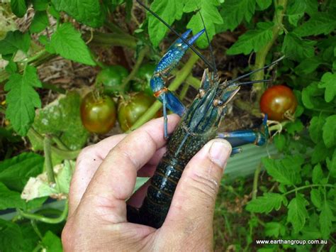 Crayfish In Aquaponics Aquaponic And Aquaculture Articles