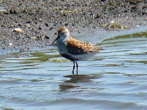 North Central Texas Birds Dunlin