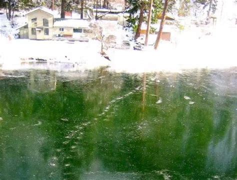 Winter Natural Swimming Pool Tips Does Algae Stop Growing During The Winter Bionova®