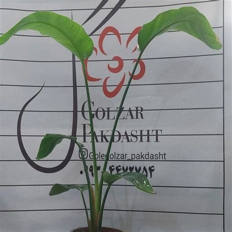 خرید و قیمت نخل نیکولای یا پرنده بهشتی گل سفید سطل ۴ ترب