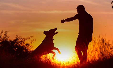 Como Adestrar O Seu Cachorro AgronegÓcio