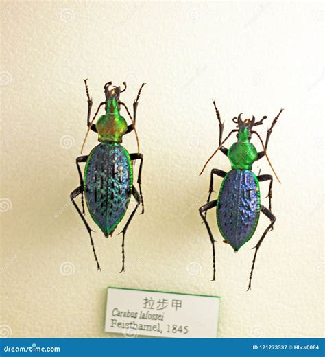 Insect Specimen Editorial Photography Image Of Endangered 121273337