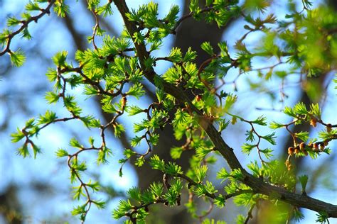 Green Twigs Tree Free Photo On Pixabay