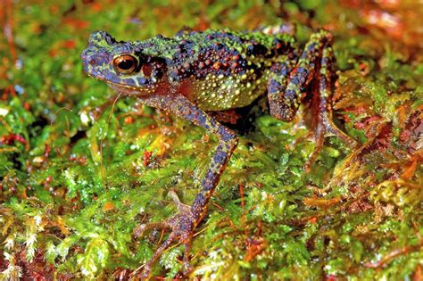 Lost Rainbow Toad Rediscovered After 87 Years Live Science