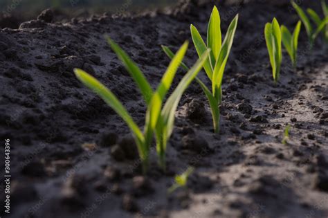 Maize Germinating Corn Plants Agriculture Germ Seed Growing Stock