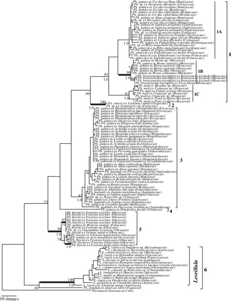 Phylogenetic Analysis Of The Combined Dataset Of The Rdna Its Regions