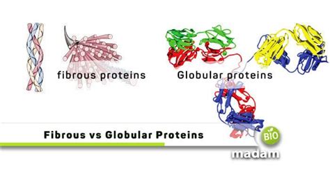 Difference Between Fibrous And Globular Proteins
