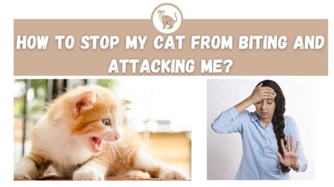How To Stop My Cat From Biting And Attacking Me The Kitty Expert